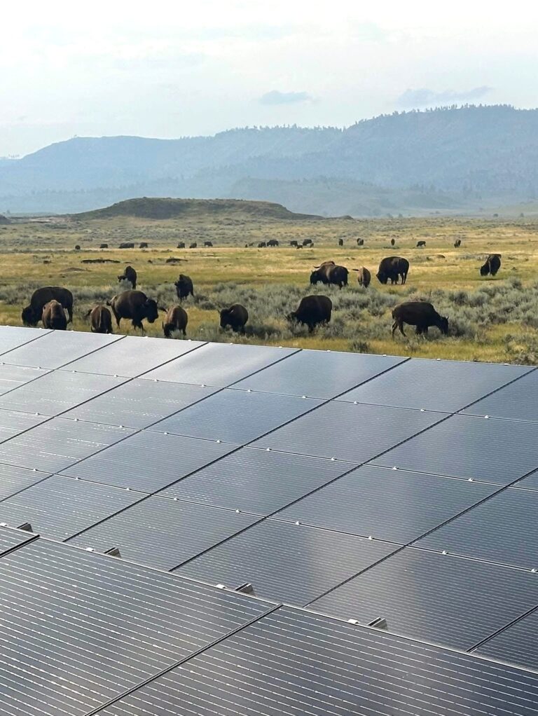 Indigenized Energy’s Northern Cheyenne Solar Buffalo Project Receives ...